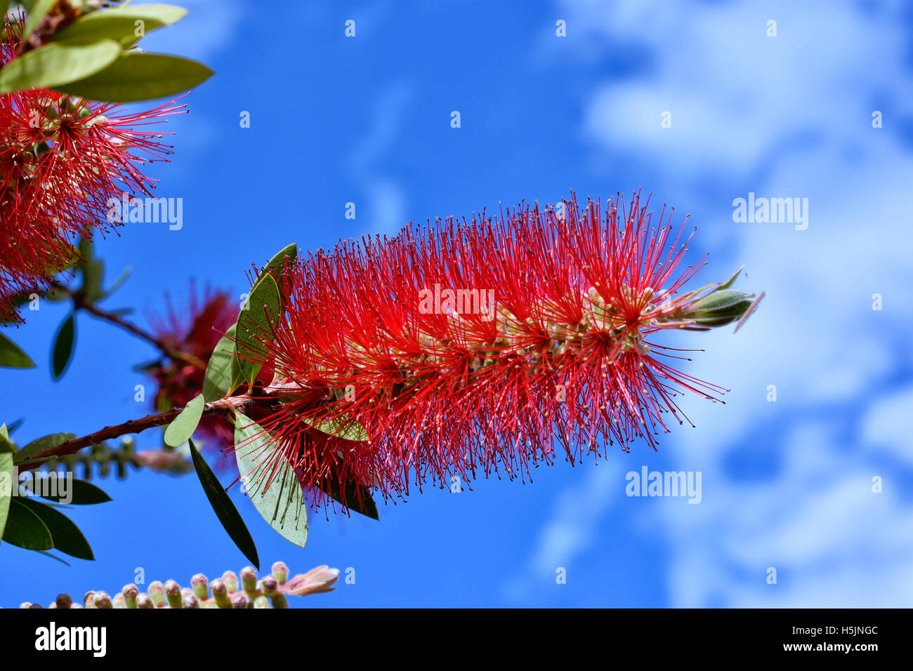 Red bottlebrush callistemon flower in hi-res stock photography and ...