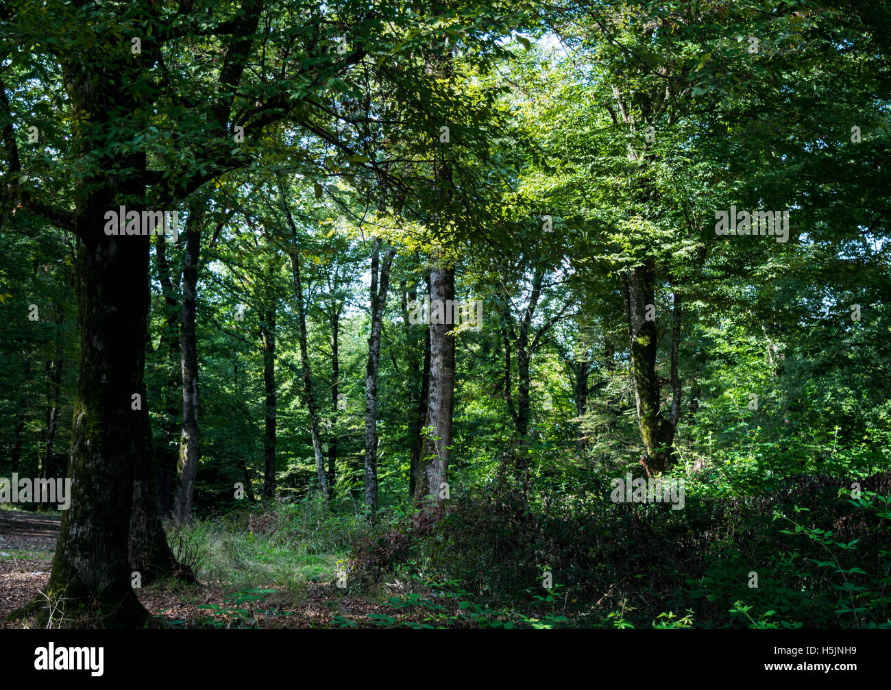 Jungle green hi-res stock photography and images - Alamy