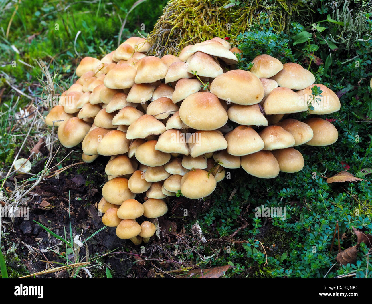 Sulphur Tuft Fungus (Hypholoma Fasciculare Stock Photo - Alamy