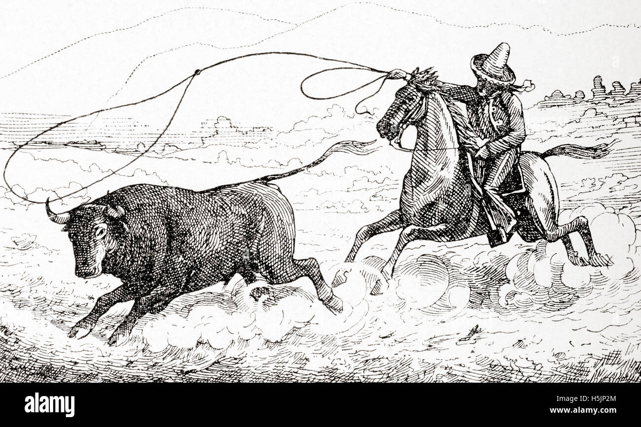 Lassoing a bull in south America in the 19th century Stock Photo - Alamy