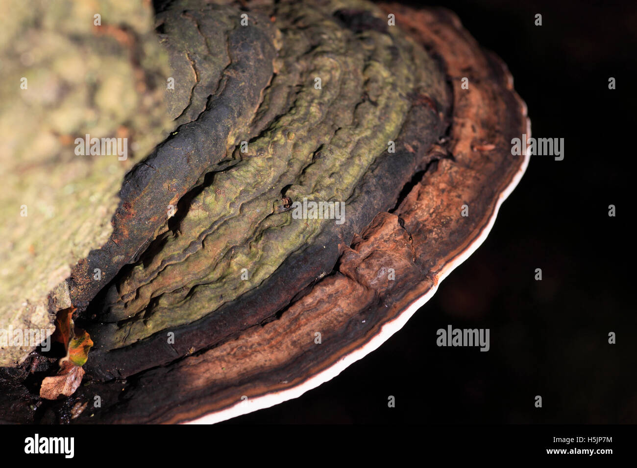 Ganoderma applanatum, Artist's Bracket fungus Stock Photo - Alamy