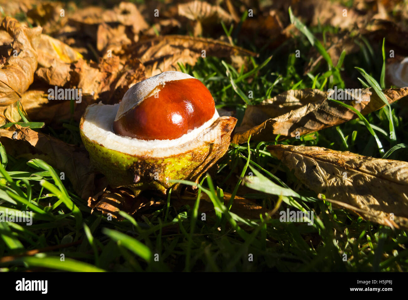 A conker in its shell on the ground Stock Photo - Alamy