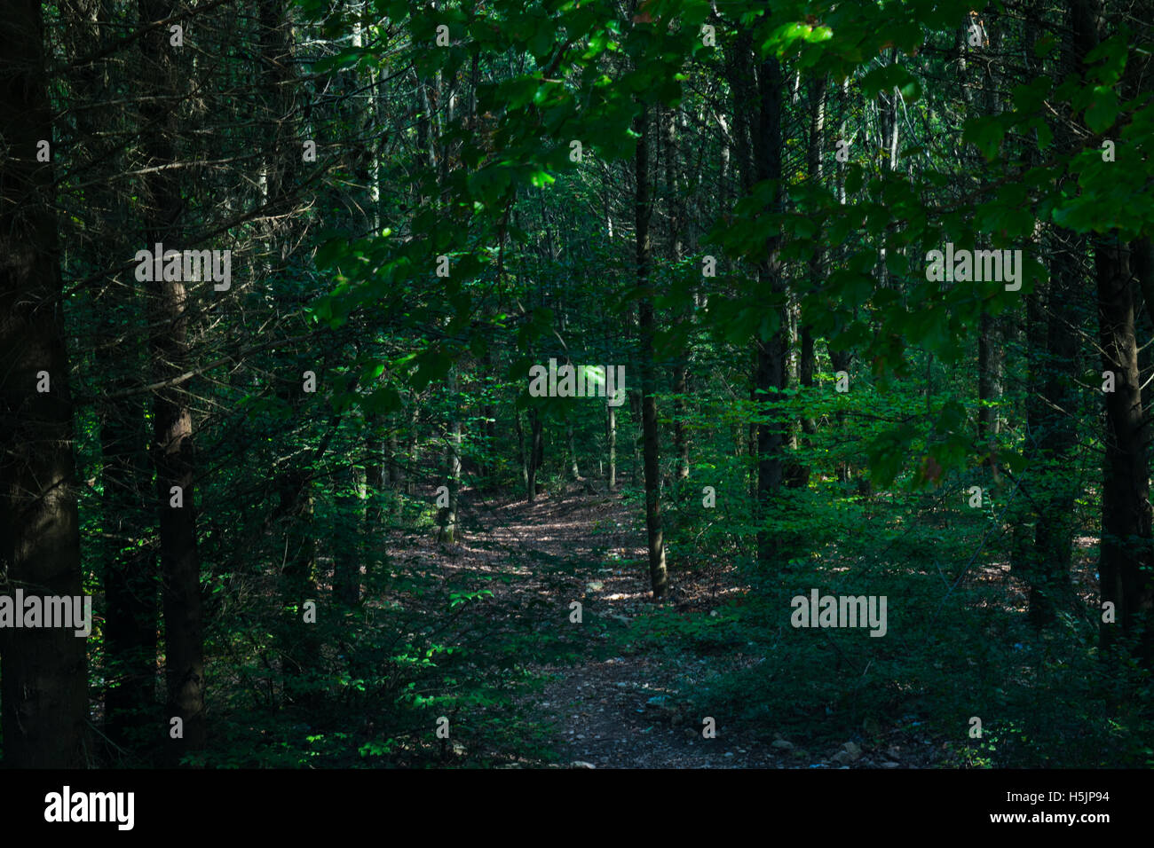 trees in jungle Stock Photo - Alamy