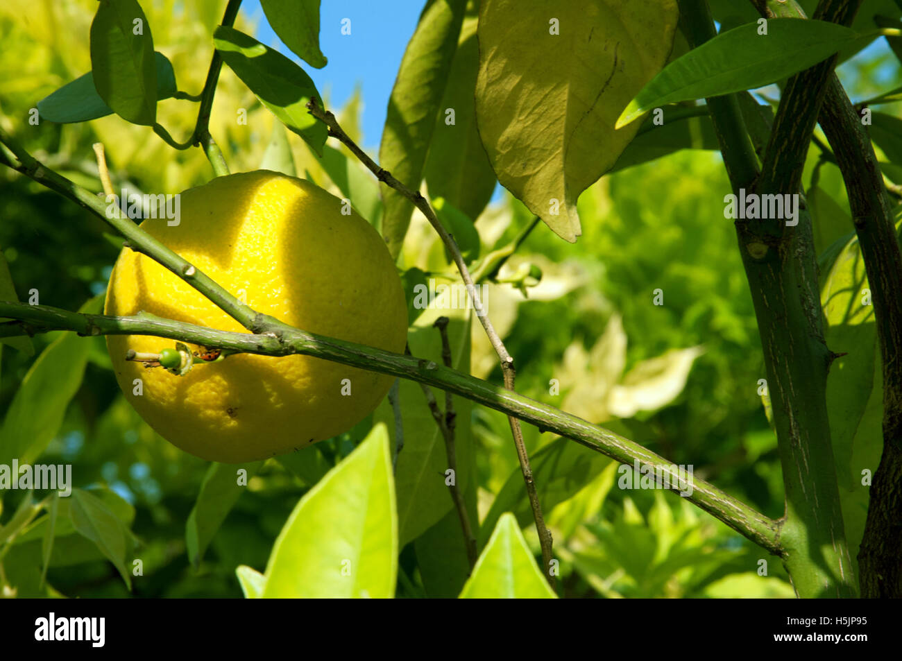 Fruit of the citrus tree hi-res stock photography and images - Alamy