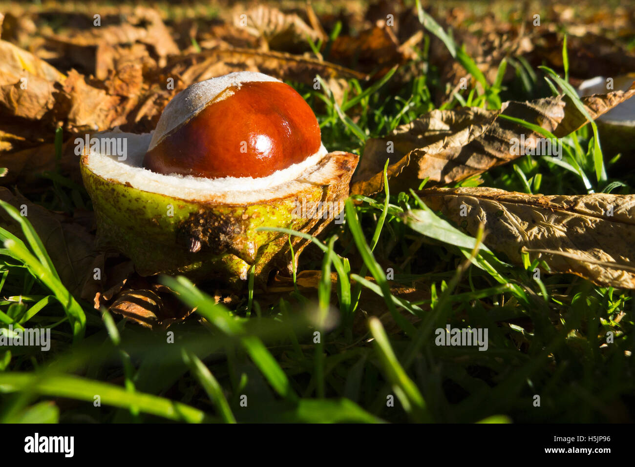 A conker in its shell on the ground Stock Photo - Alamy