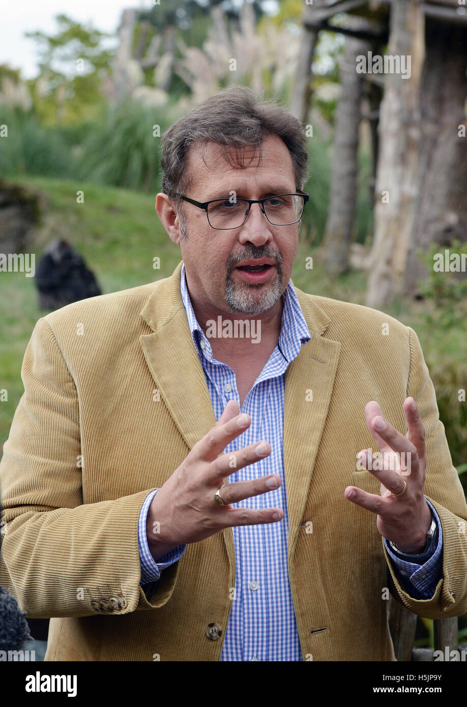 Escape of a silverback gorilla hi-res stock photography and images - Alamy