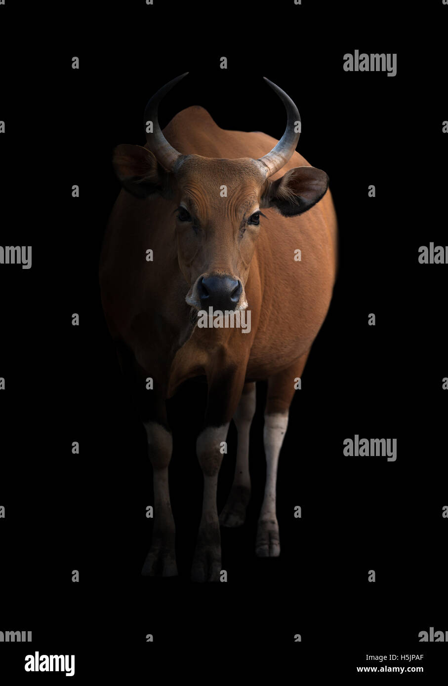 female banteng in the dark with spotlight Stock Photo - Alamy