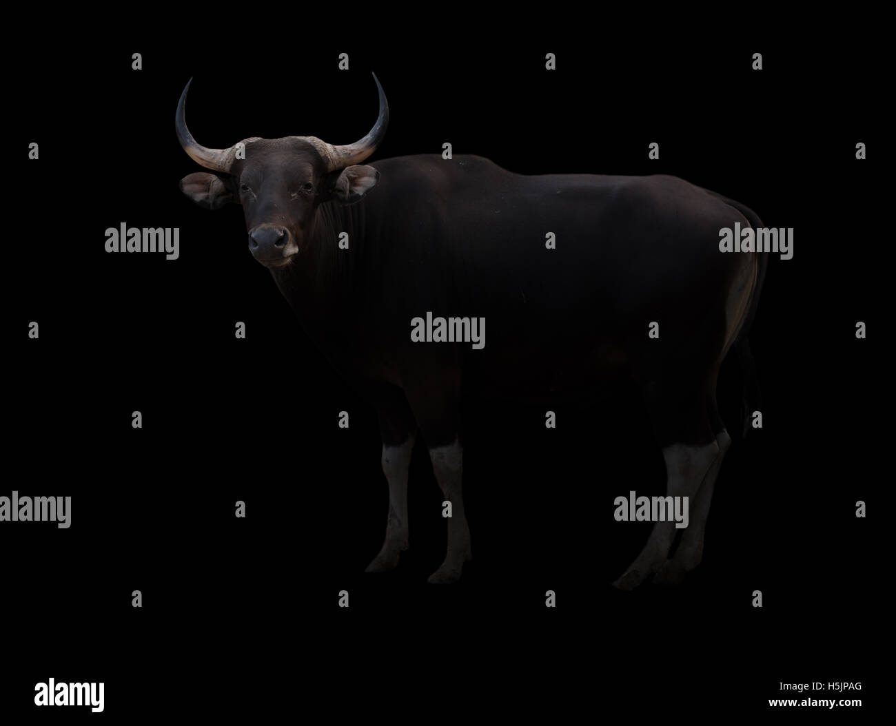 Banteng cow bos javanicus hi-res stock photography and images - Alamy