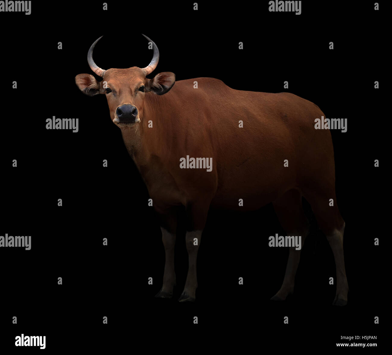 female banteng in the dark with spotlight Stock Photo - Alamy