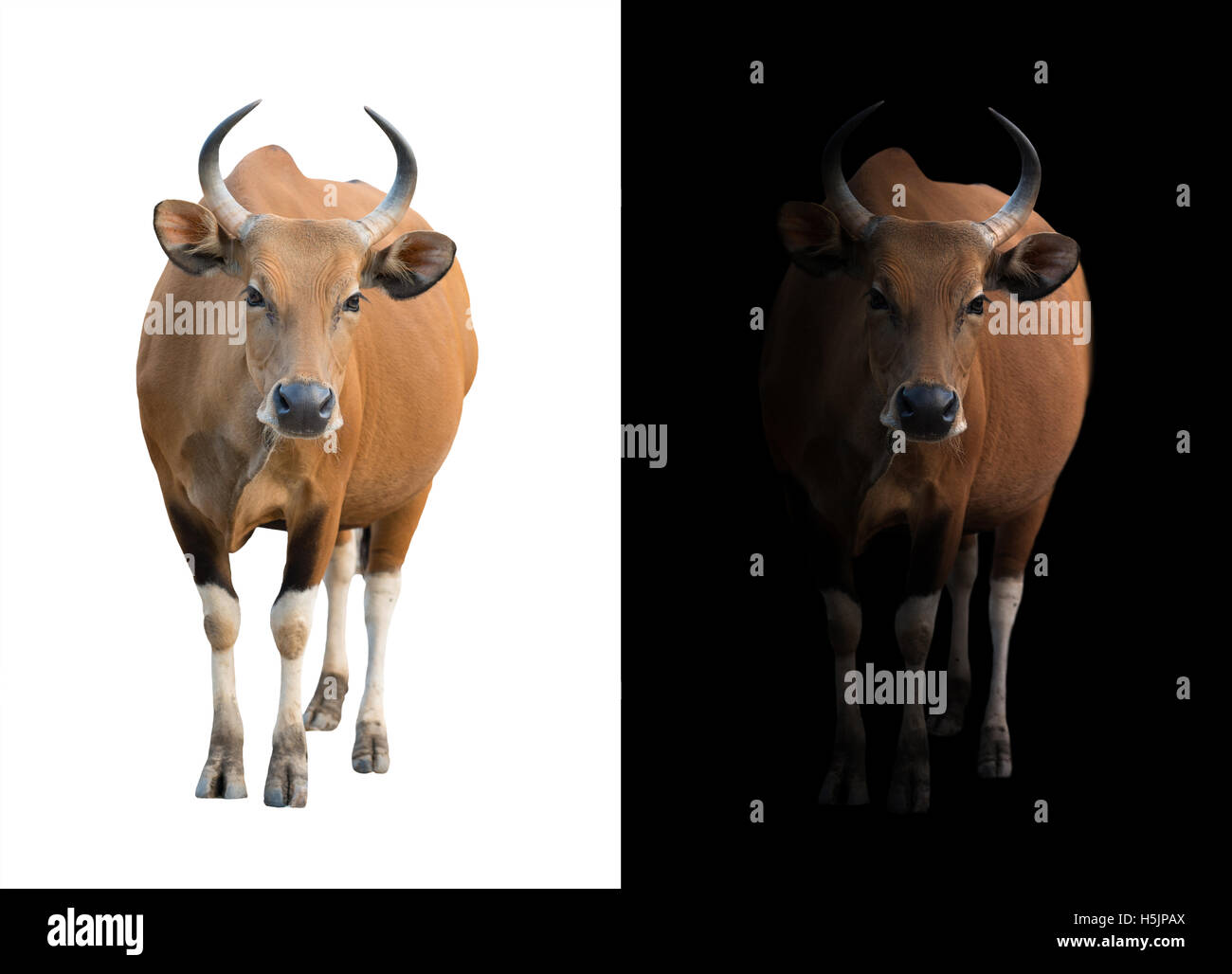 female banteng in the dark with spotlight and male banteng isolated ...