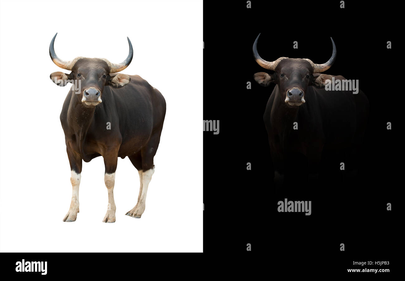 male banteng in the dark with spotlight and male banteng isolated Stock ...