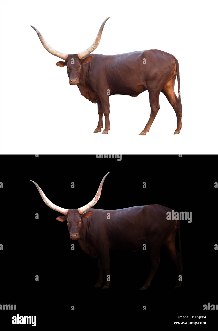 Banteng red bull male standing hi-res stock photography and images - Alamy
