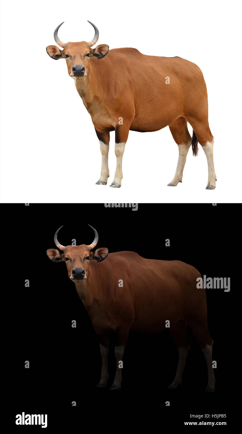 female banteng in the dark with spotlight and male banteng isolated ...