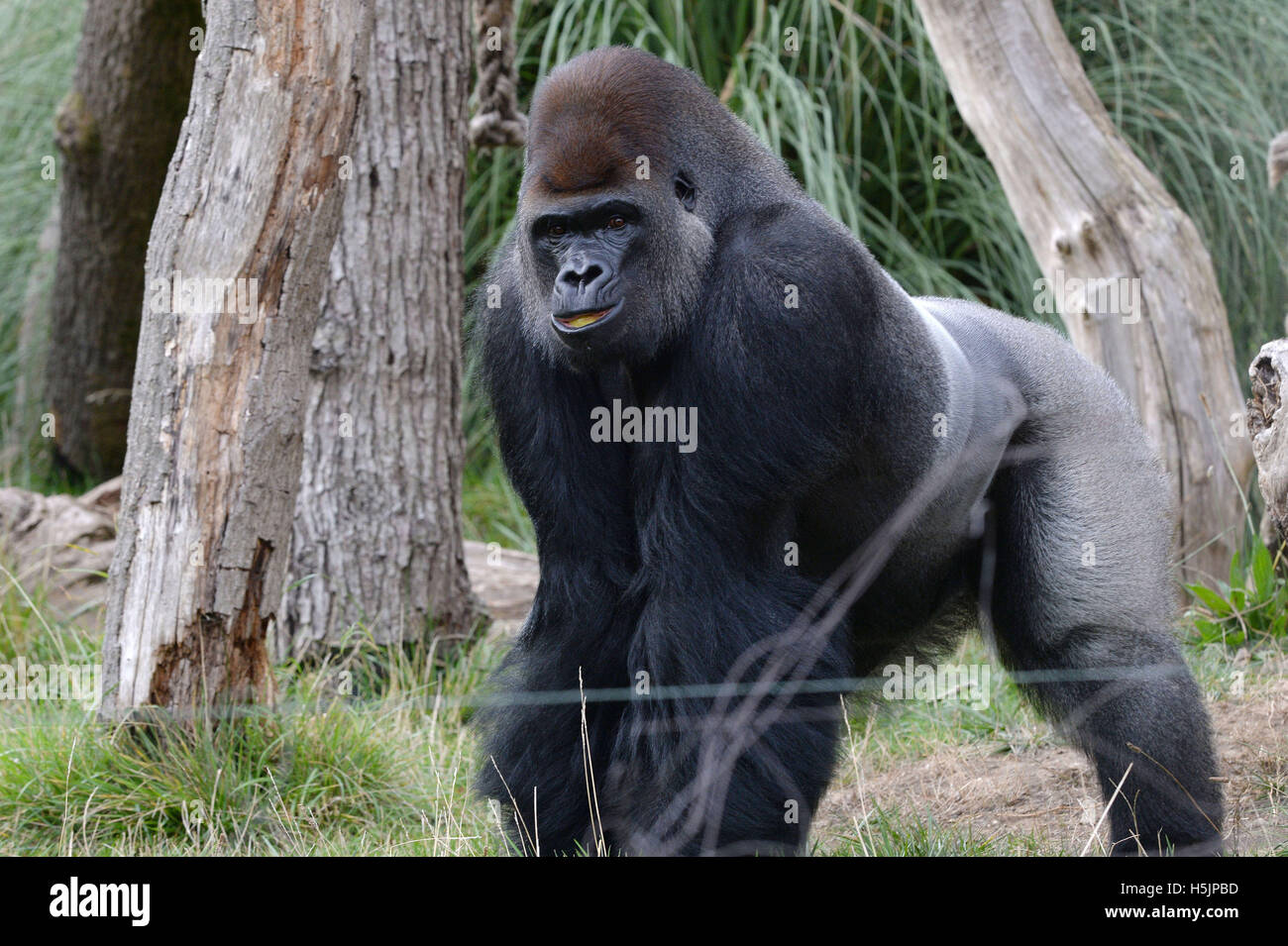 Silverback gorilla, Kumbuka, in his enclosure at ZSL London Zoo ...