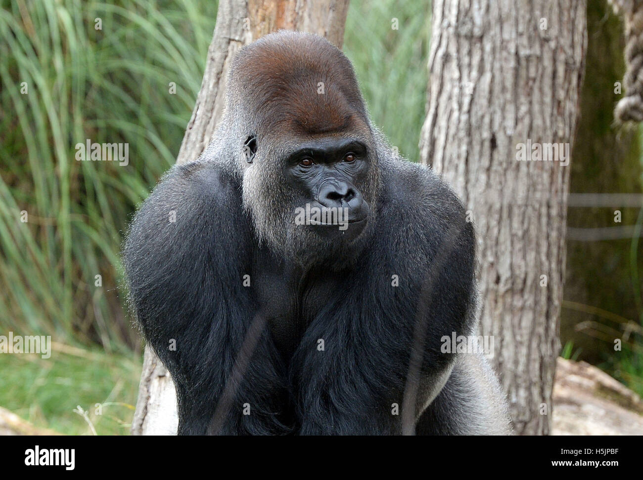 Silverback gorilla, Kumbuka, in his enclosure at ZSL London Zoo ...