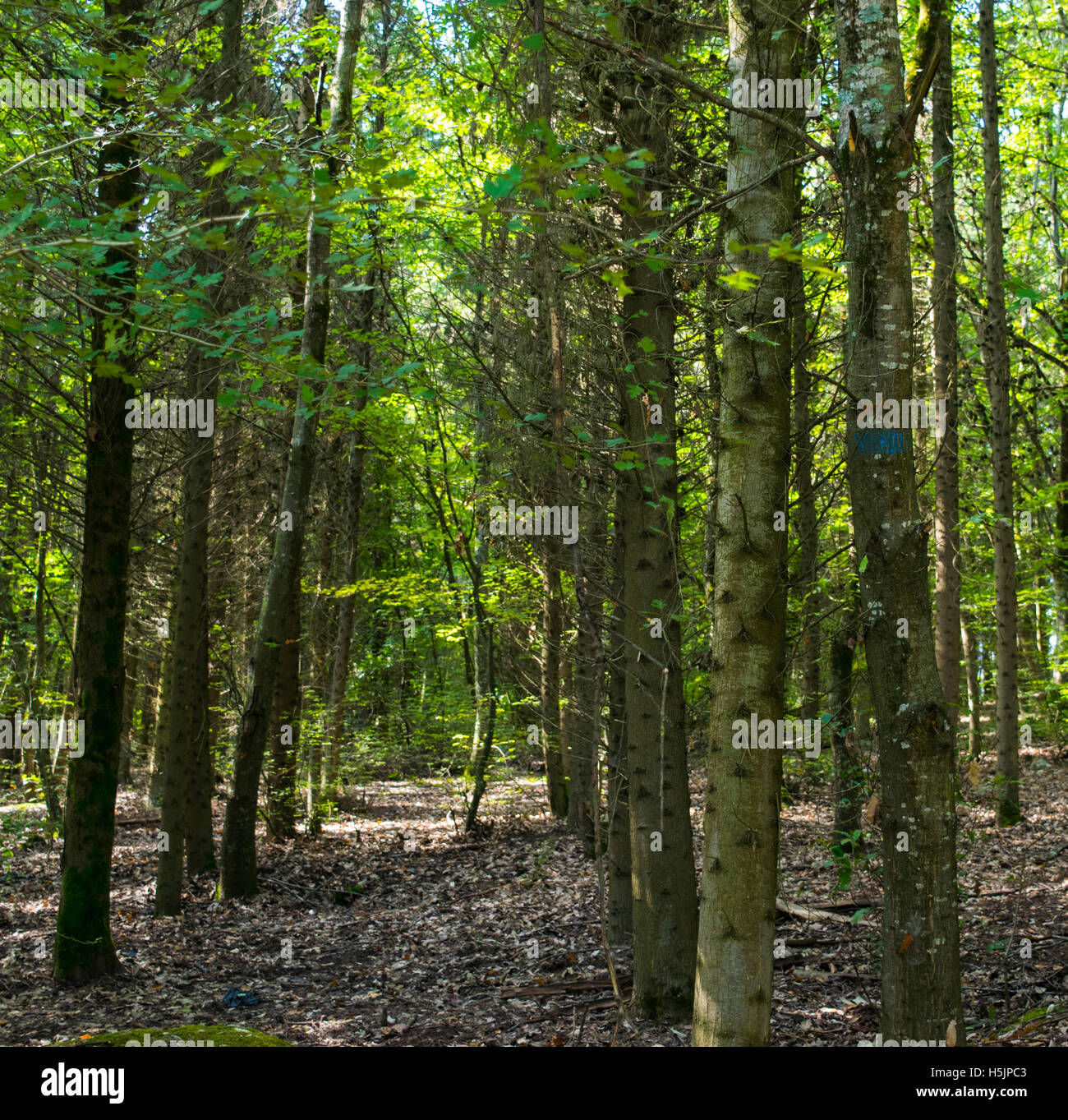 path in trees Stock Photo - Alamy