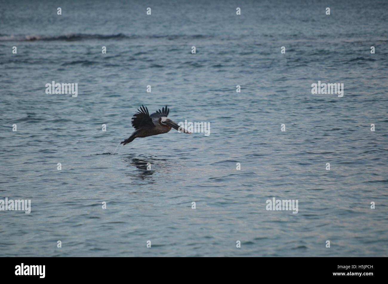 Pelican in Aruba skimming over the ocean's surface looking for fish ...