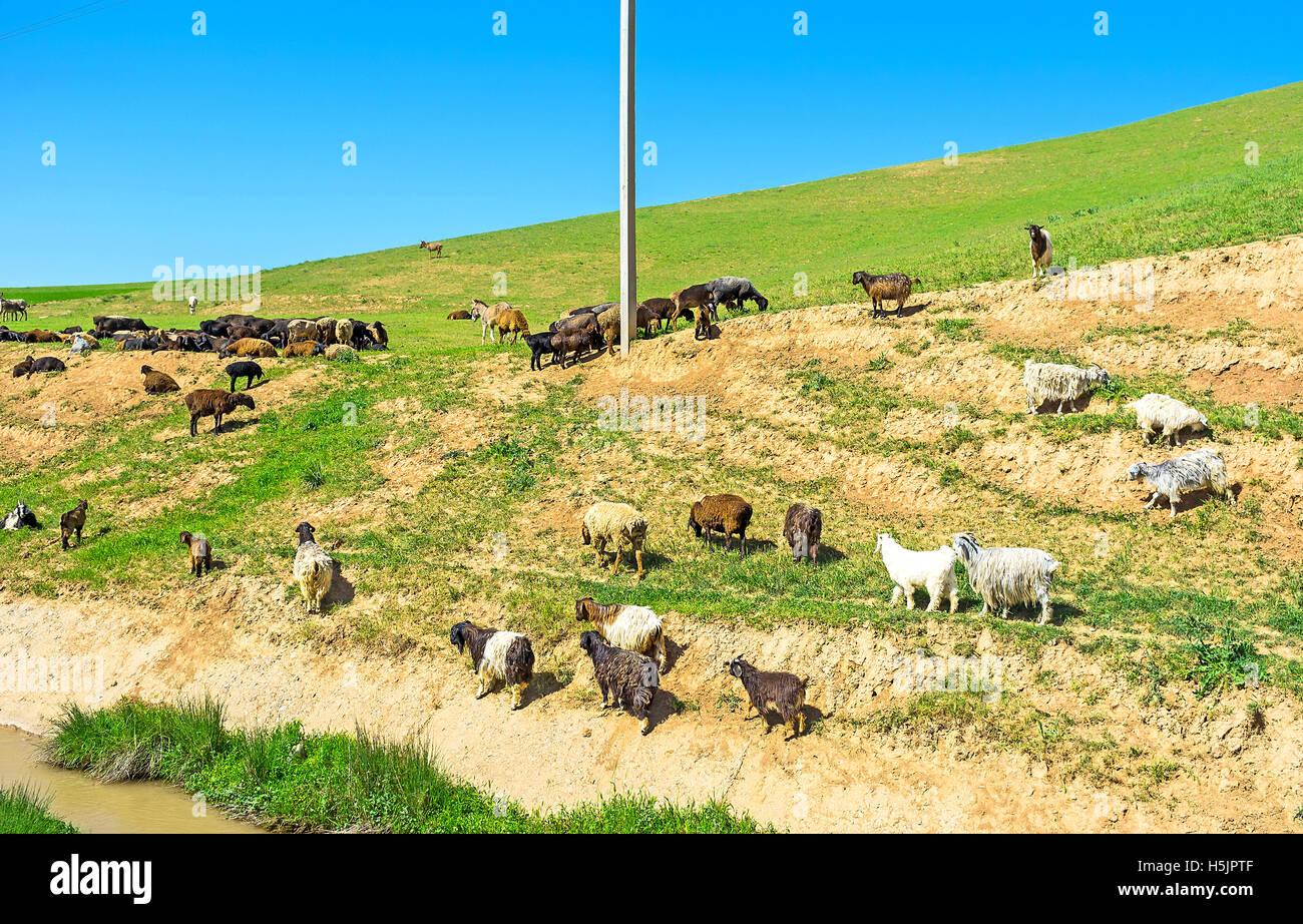 Goat herd silk road hi-res stock photography and images - Alamy