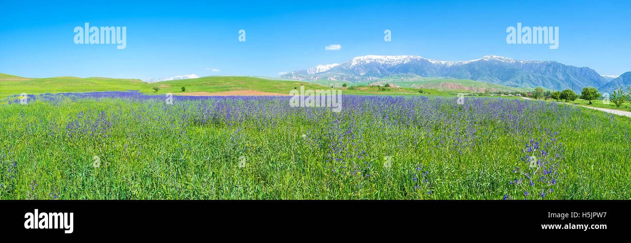 The purple meadow with flowers of Anchusa and snowy Gissar range of ...