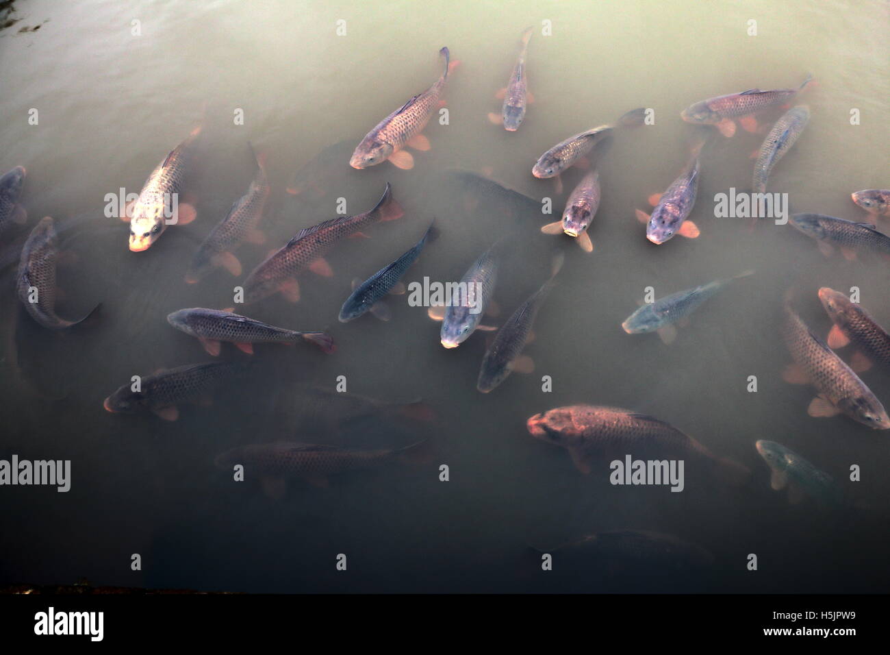 Magic the gathering hi-res stock photography and images - Alamy