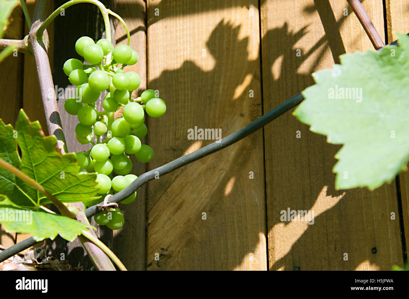 nature, plant, grapevine, growing, wine, season, green, rural, fruit ...