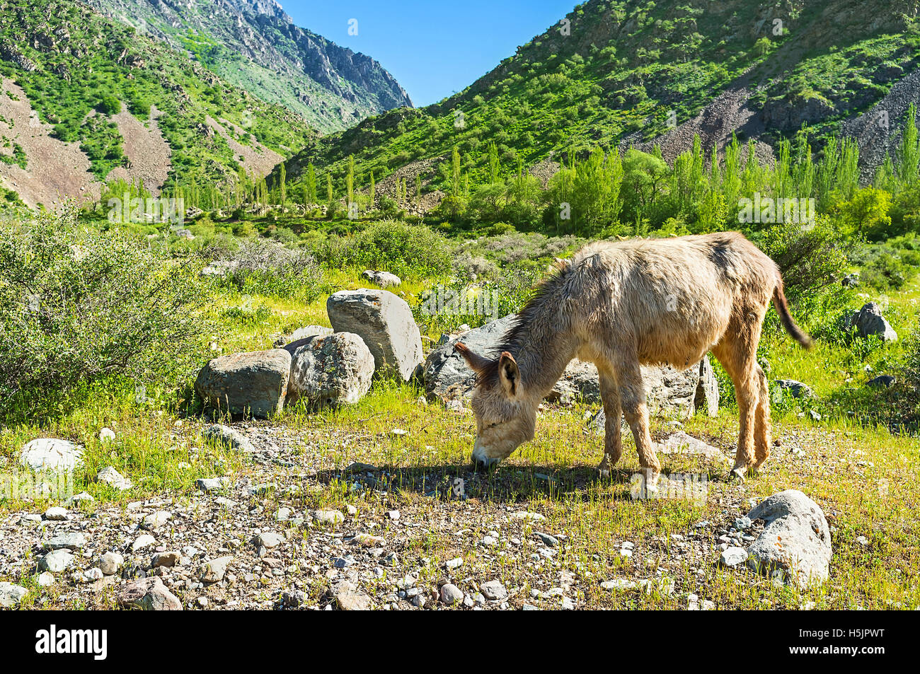 The donkey grazes in the rocky Zarmas gorge of Gissar Range in Pamir ...