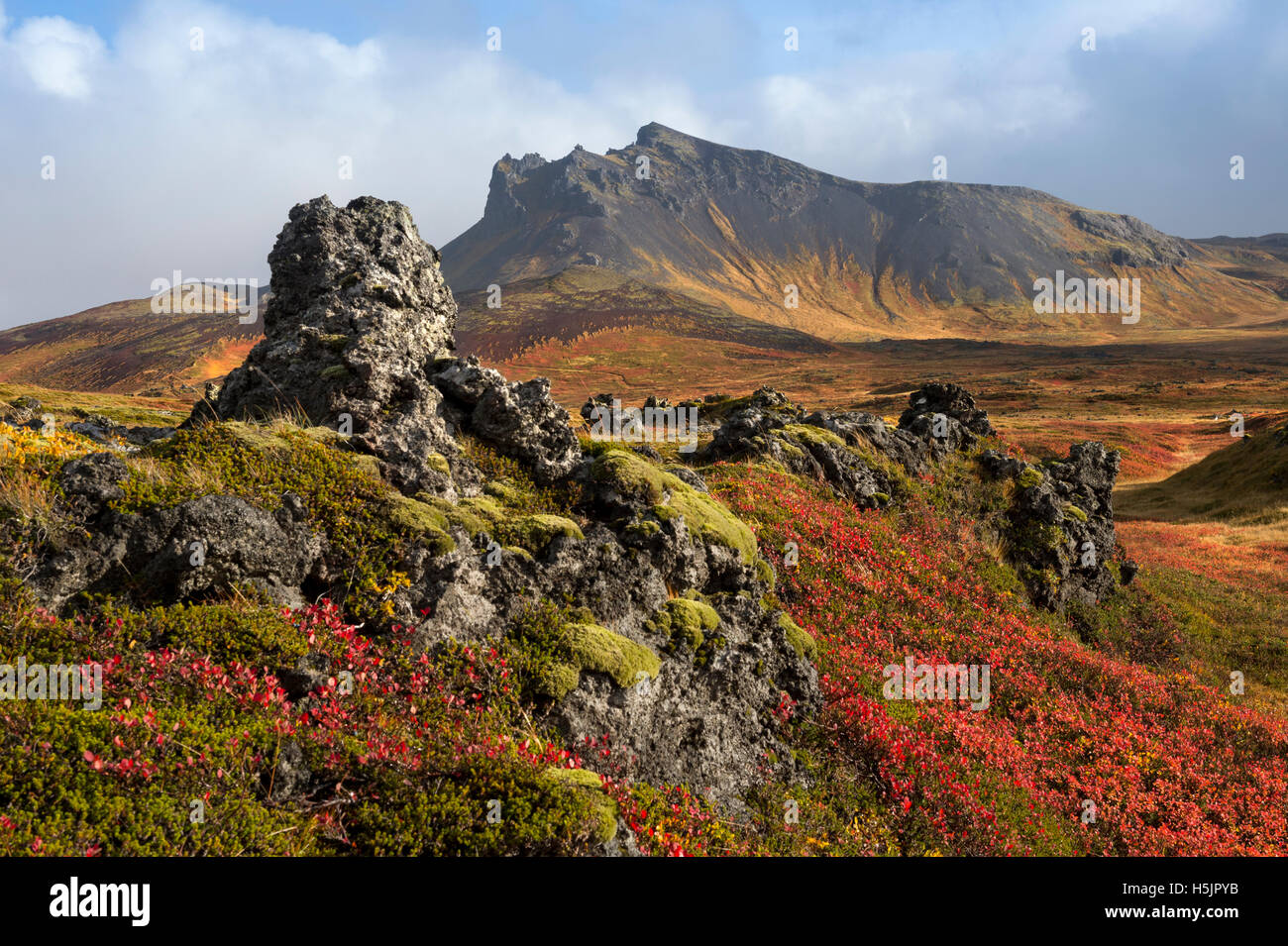Icelandic autumn flora and moss covered lava field, Thingvellir ...