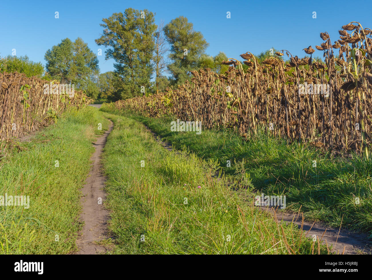 Simple rural landscape with earth road between ripe sunflowers fields ...