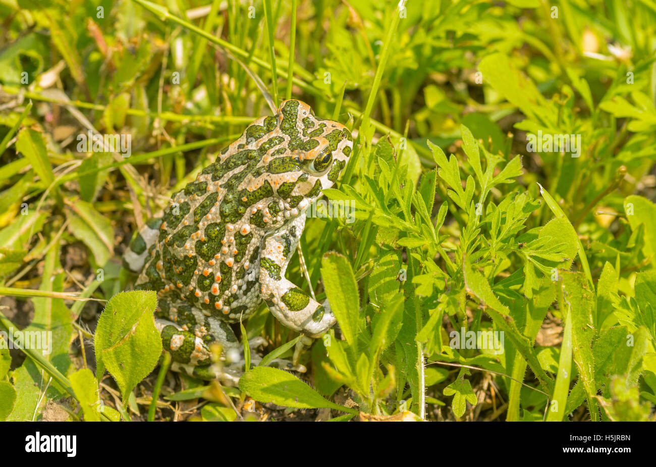 Big green toad hiding in spring grass Stock Photo - Alamy
