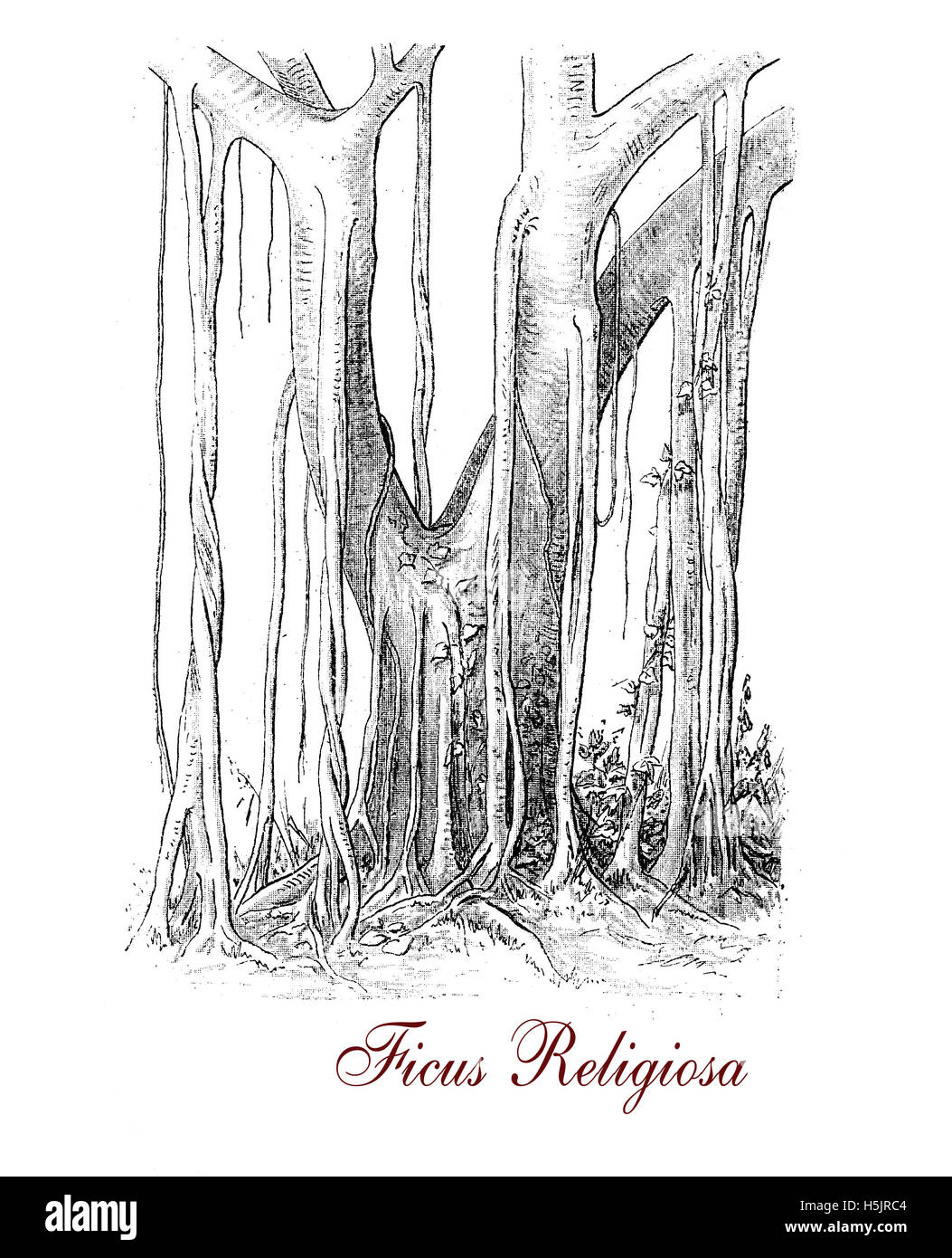 Ficus religiosa is a large dry season-deciduous or semi-evergreen tree ...