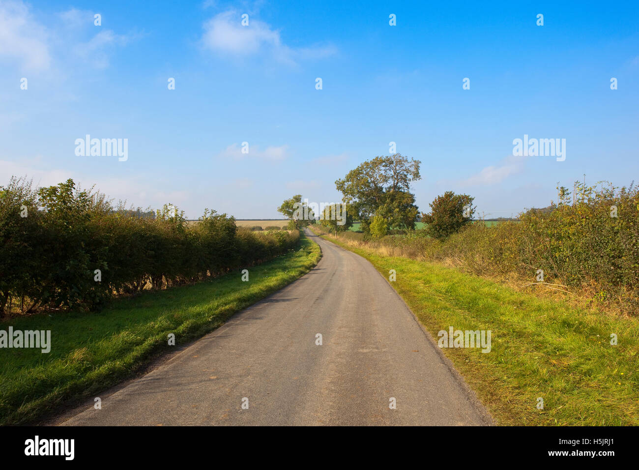 A quiet rural road on the Yorkshire wolds road with Ash trees and ...