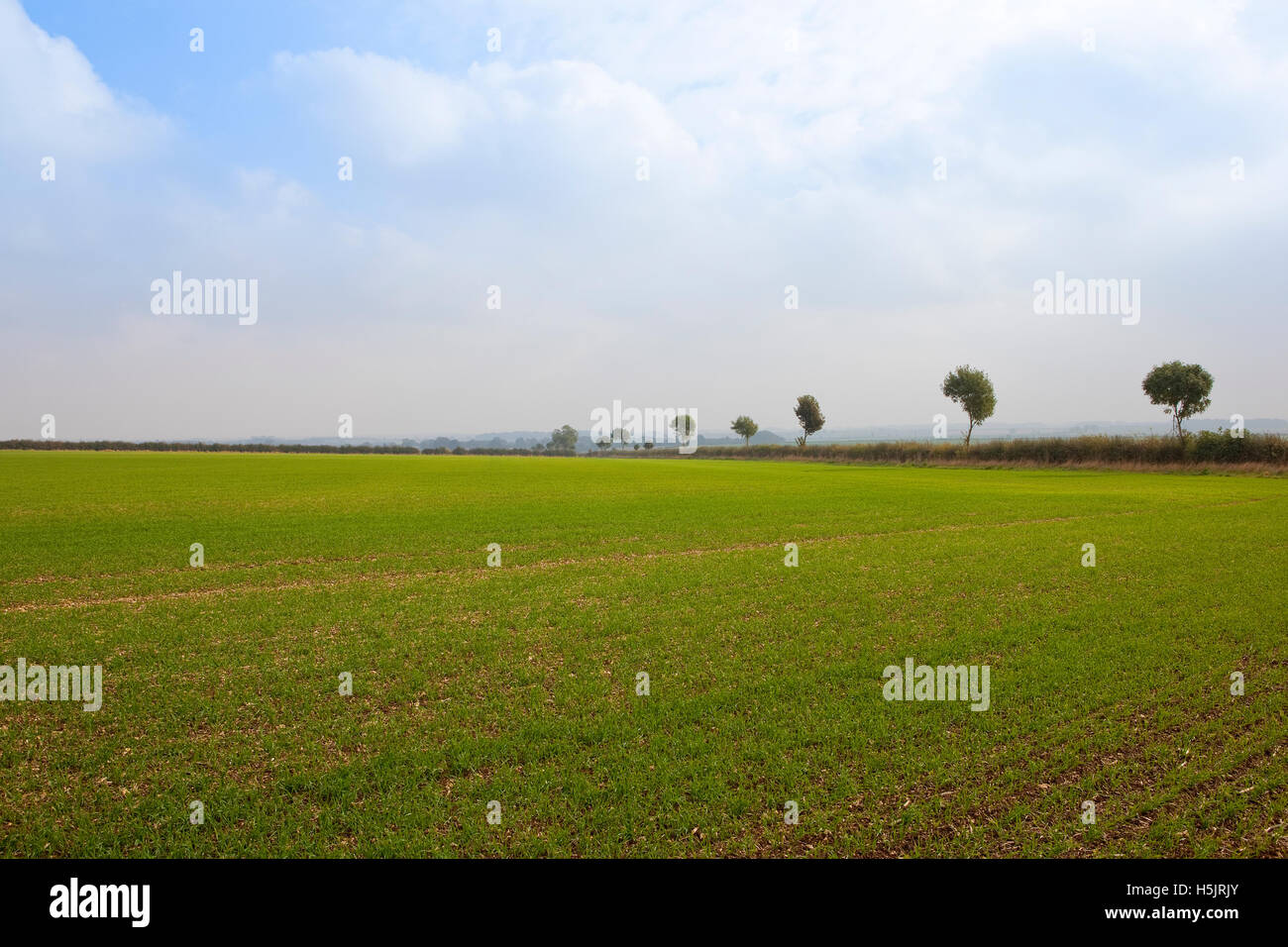 Seedling cereal crops and hedgerow trees in an autumn landscape on the ...