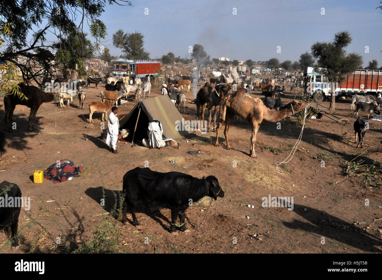 Naguar, Rajasthan, India- Febuary 10, 2011: Some Farmers with their ...
