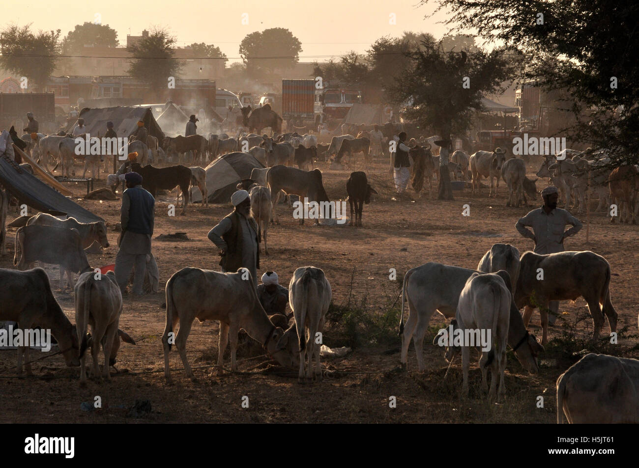 Bullcarts hi-res stock photography and images - Alamy