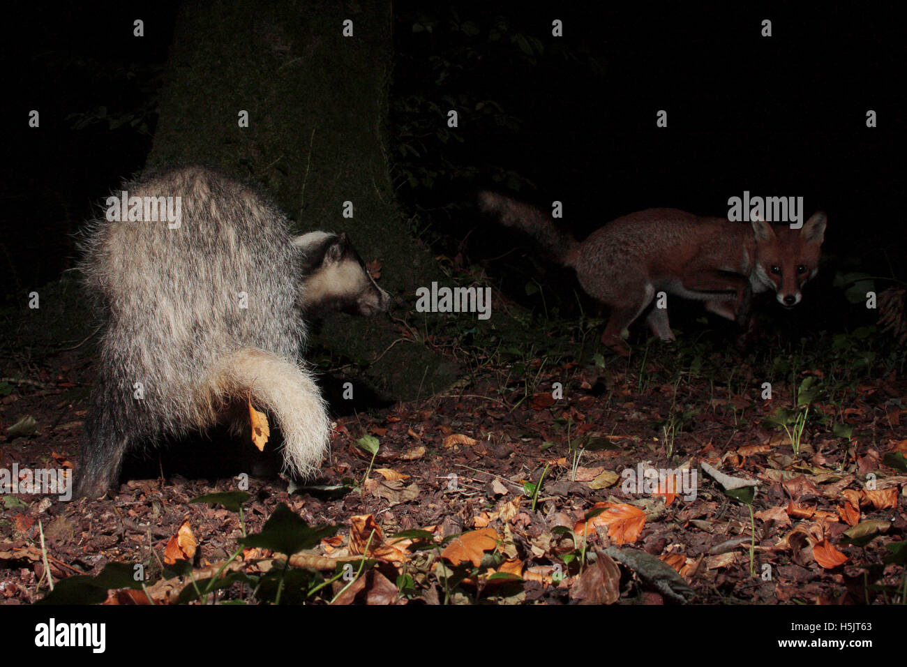Badger and Red Fox Stock Photo - Alamy