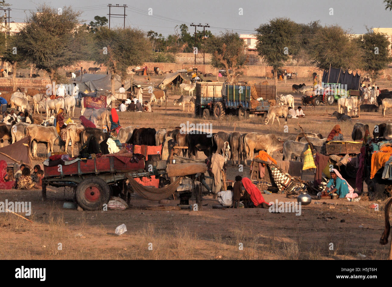 Naguar, Rajasthan, India - Febuary 10, 2011 : Farmers with their ...