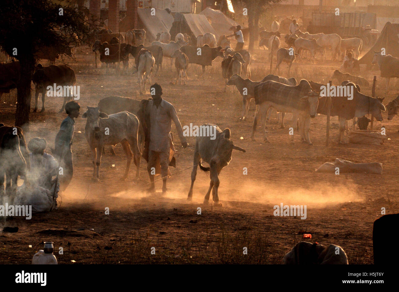 Nagaur hi-res stock photography and images - Alamy