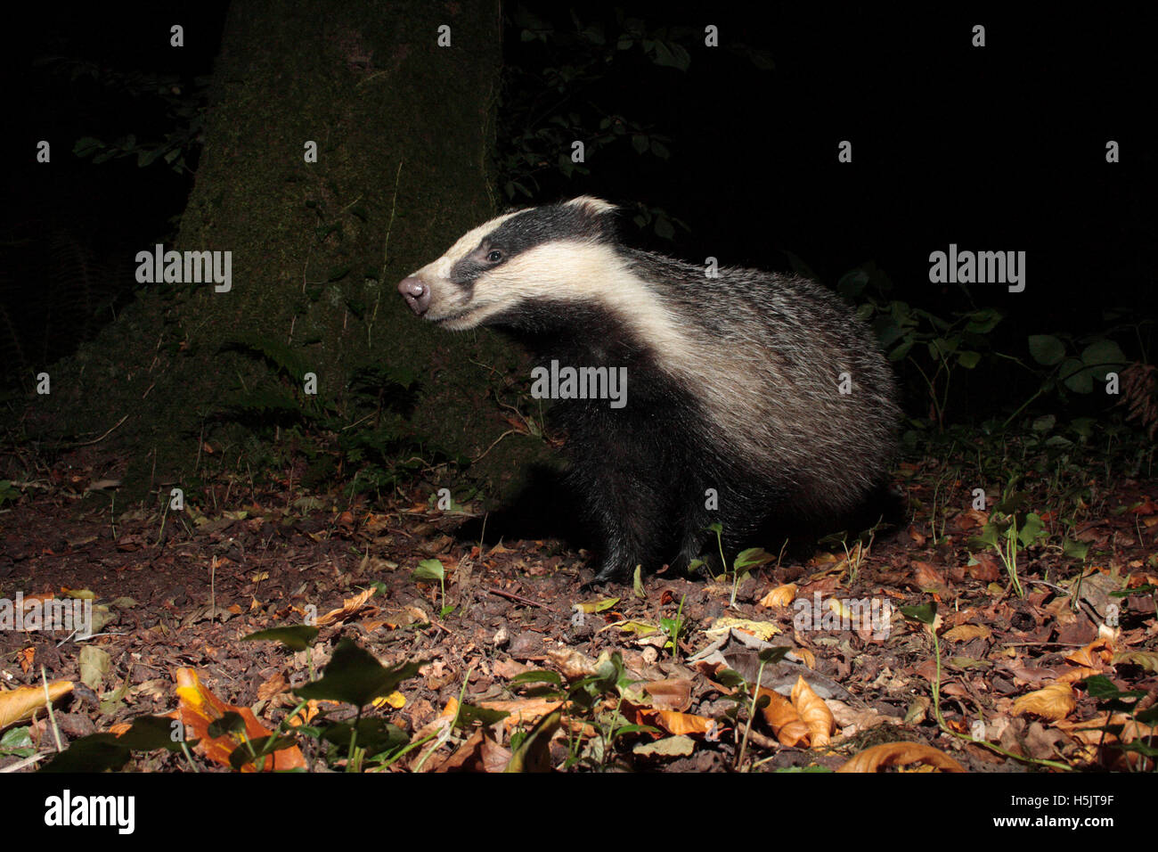 Adger hi-res stock photography and images - Alamy