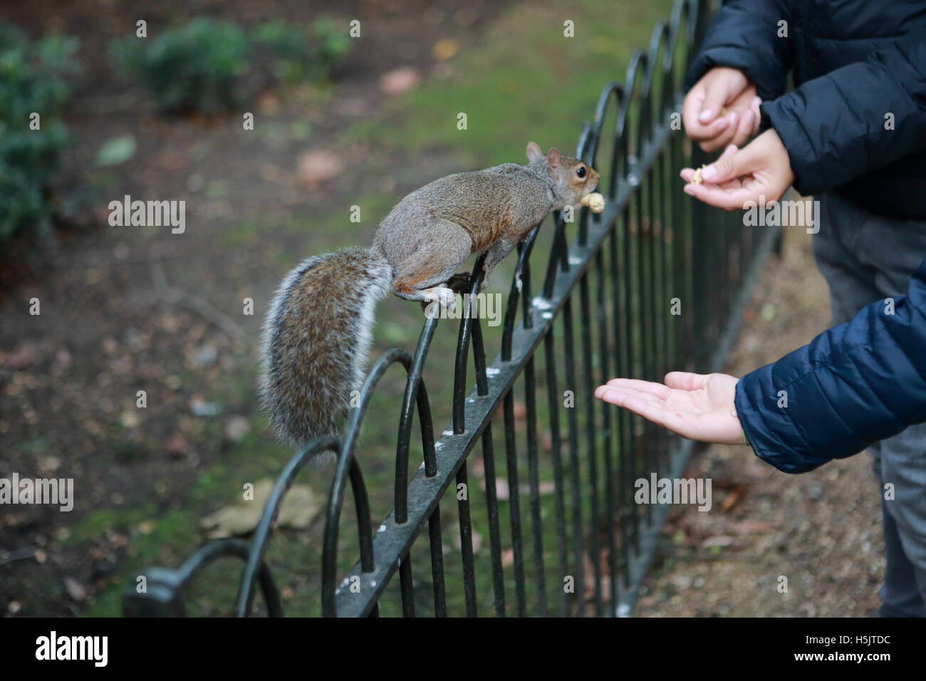 Albert squirrel hi-res stock photography and images - Alamy