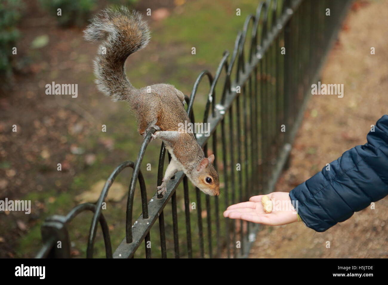 Albert squirrel hi-res stock photography and images - Alamy