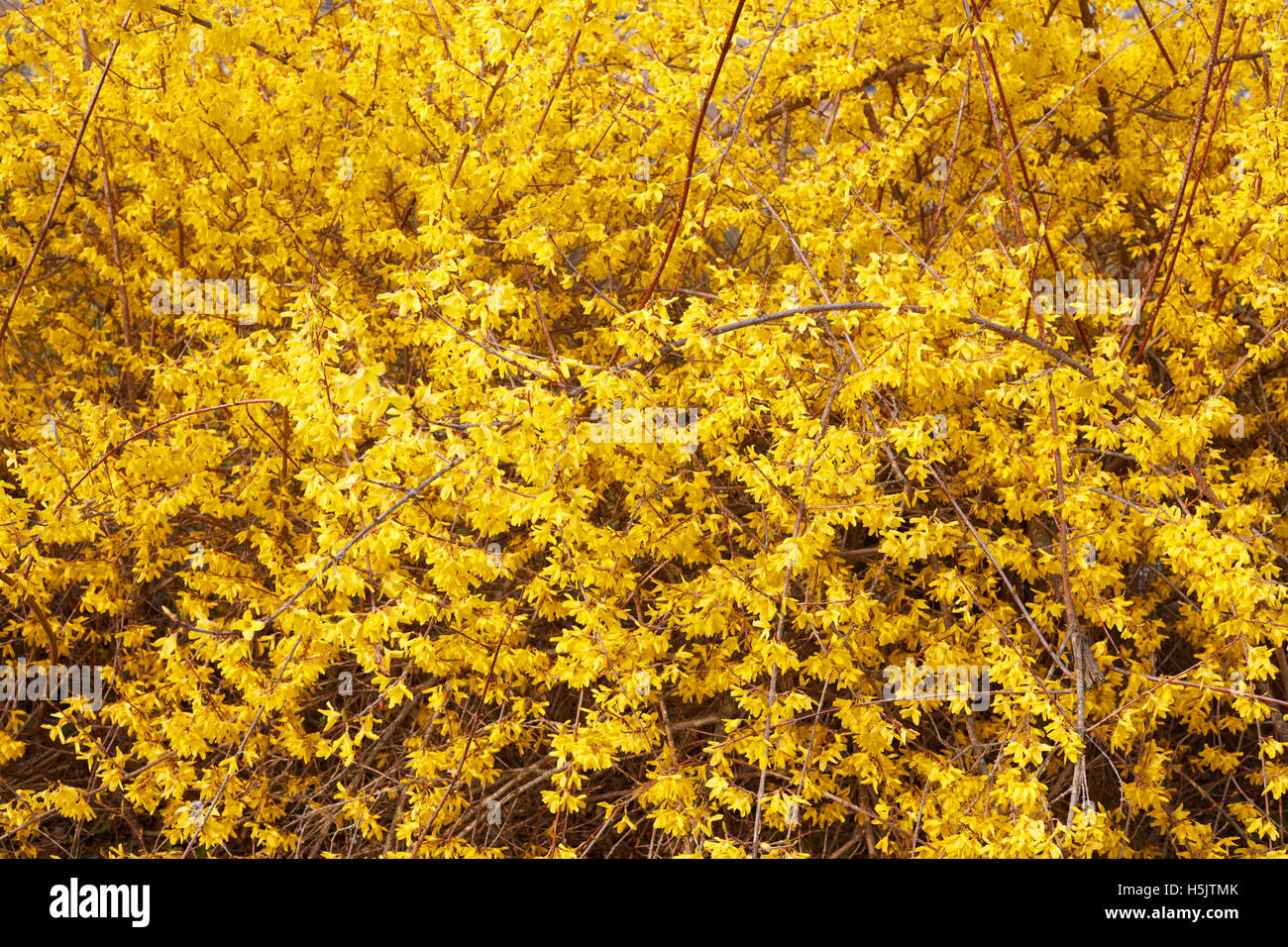 Forsythia, yellow spring flowers texture background Stock Photo - Alamy