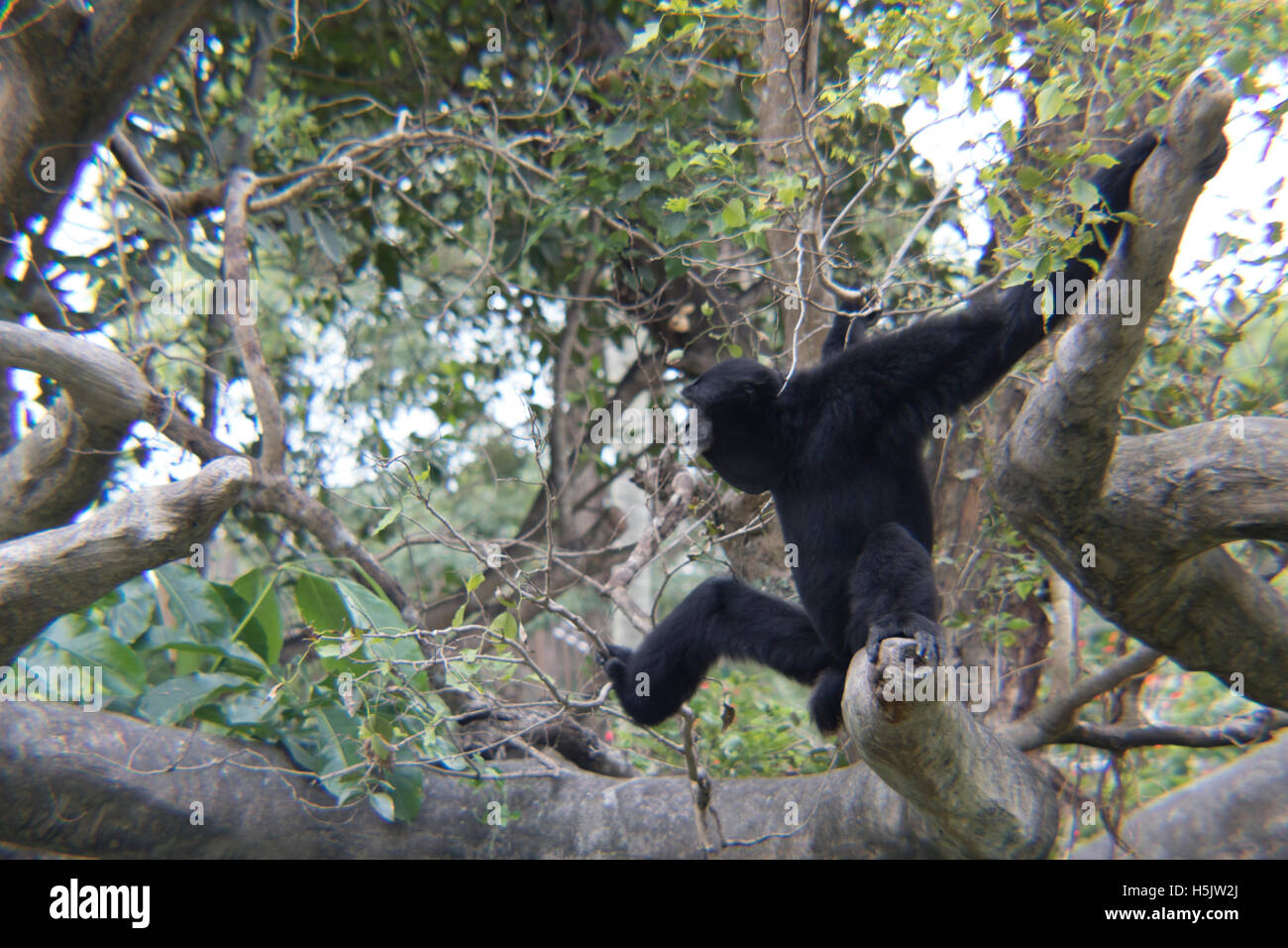 ape in a tree Stock Photo - Alamy