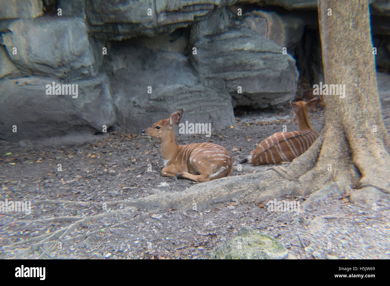 animals at the zoo Stock Photo - Alamy