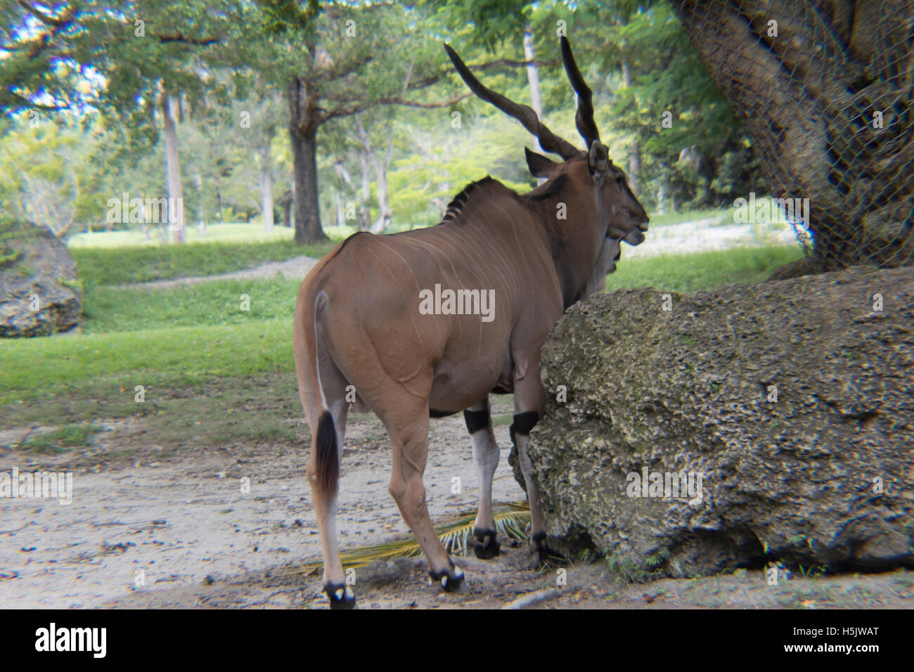 animals at the zoo Stock Photo - Alamy
