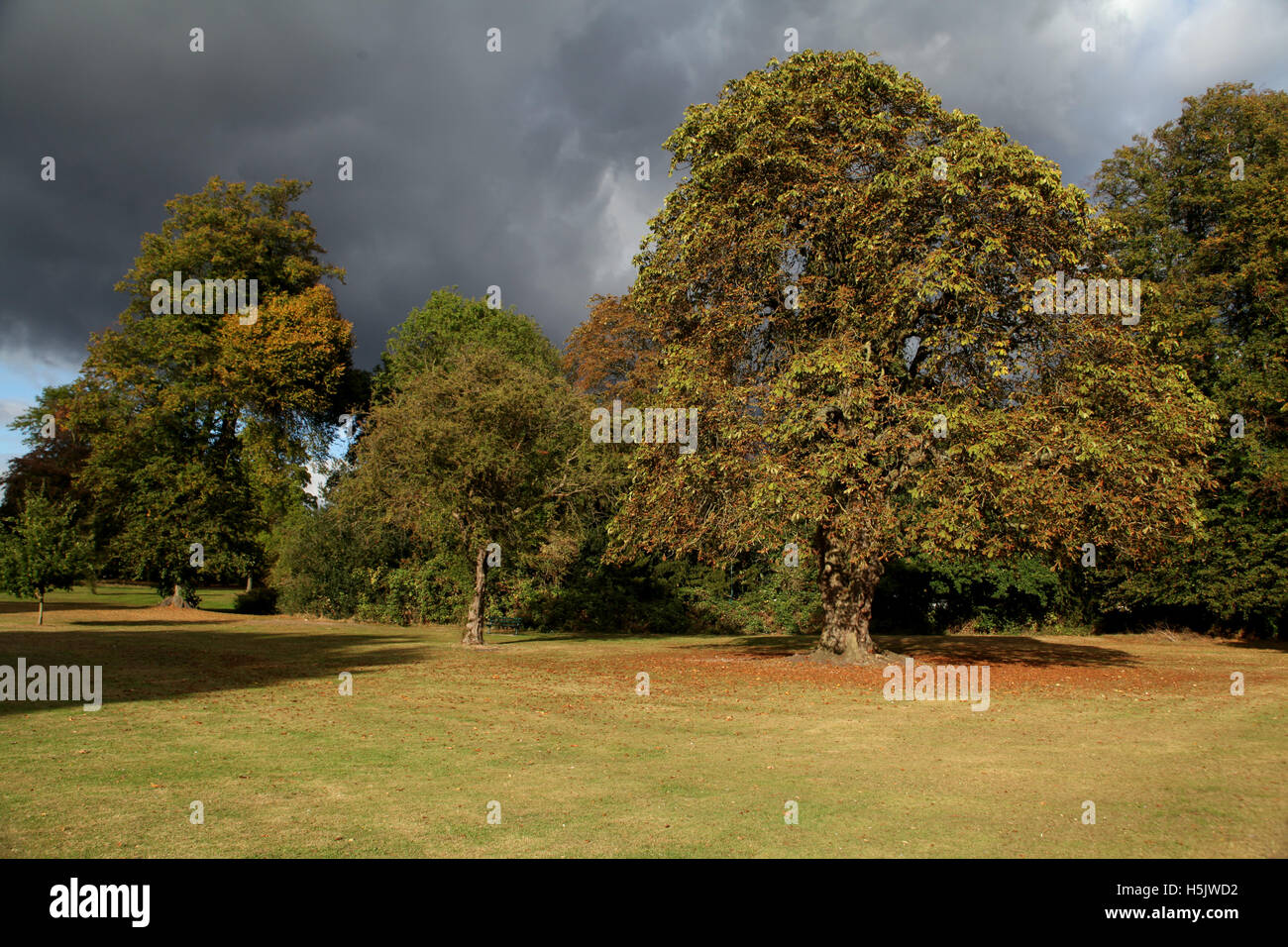 Strong autumn sunshine on trees with a stormy sky, Marshalls Park ...