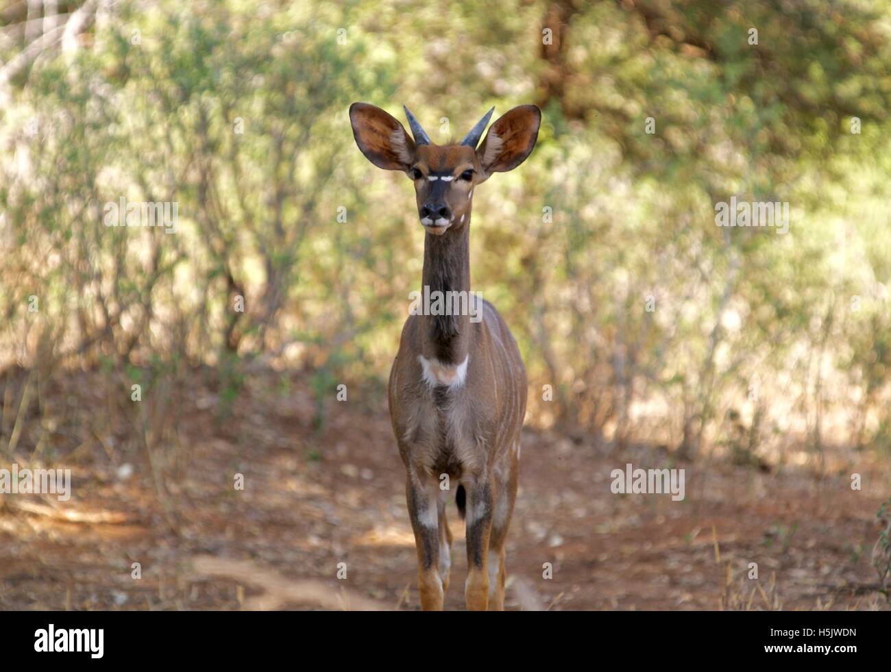 Juvenile male nyala in kruger park Stock Photo - Alamy