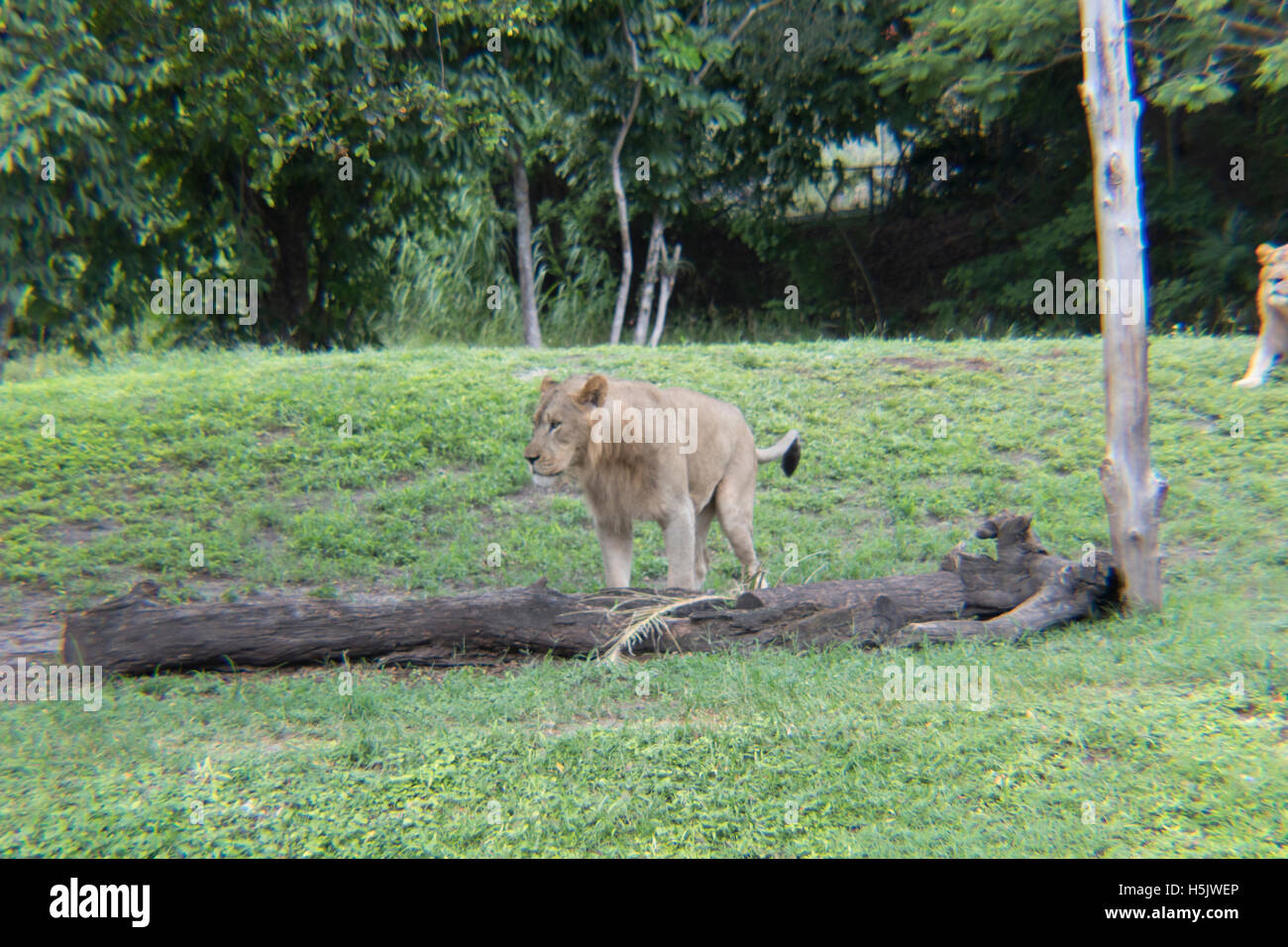 Lions at the zoo Stock Photo - Alamy