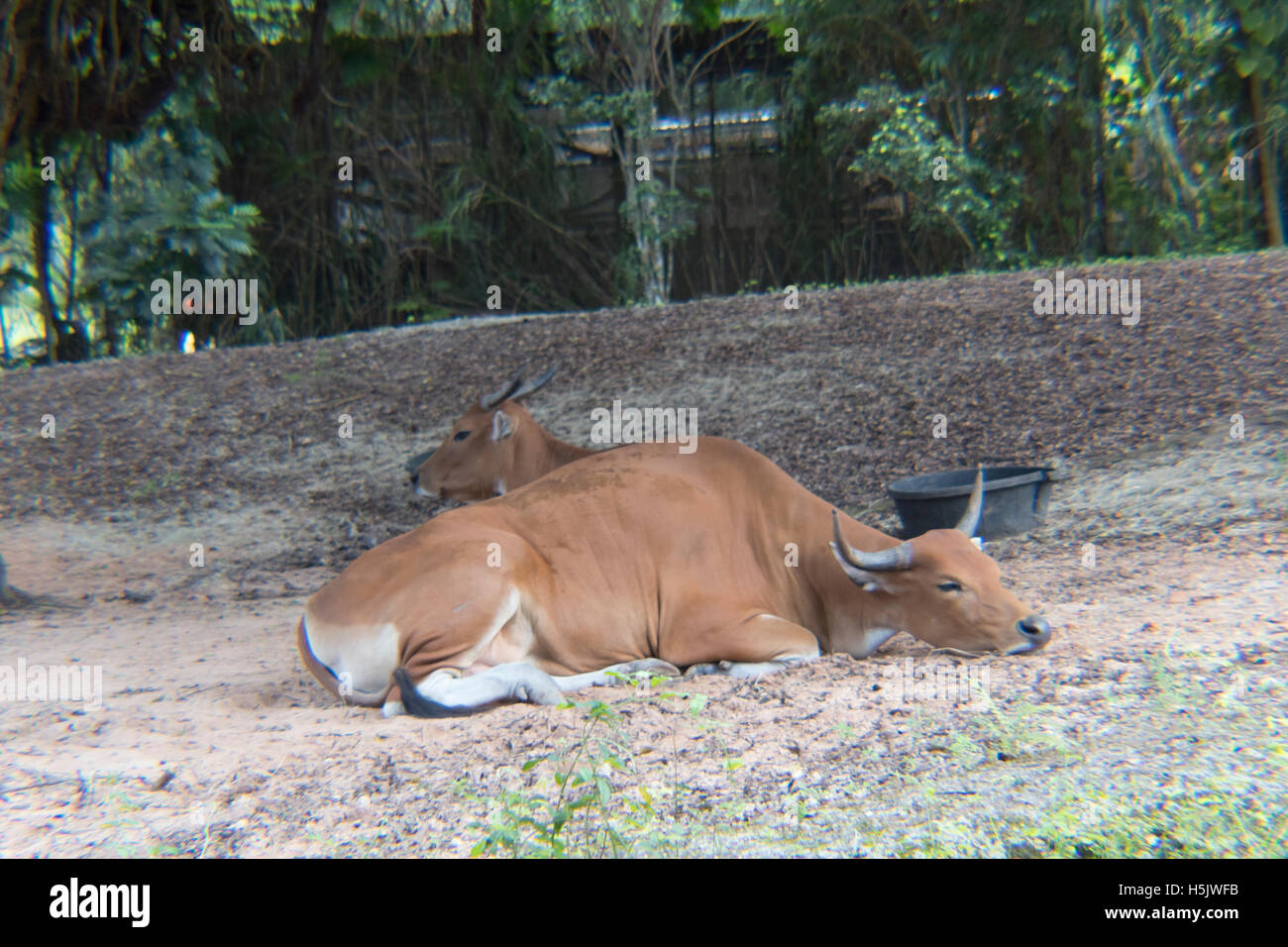 animals at the zoo Stock Photo - Alamy