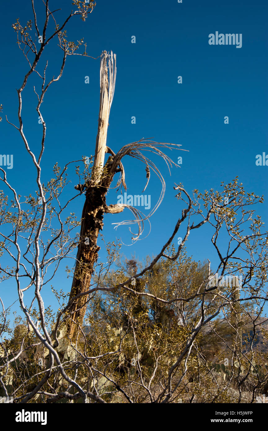 Dying saguaro cactus woody ribs showing as the exterior of the cactus ...