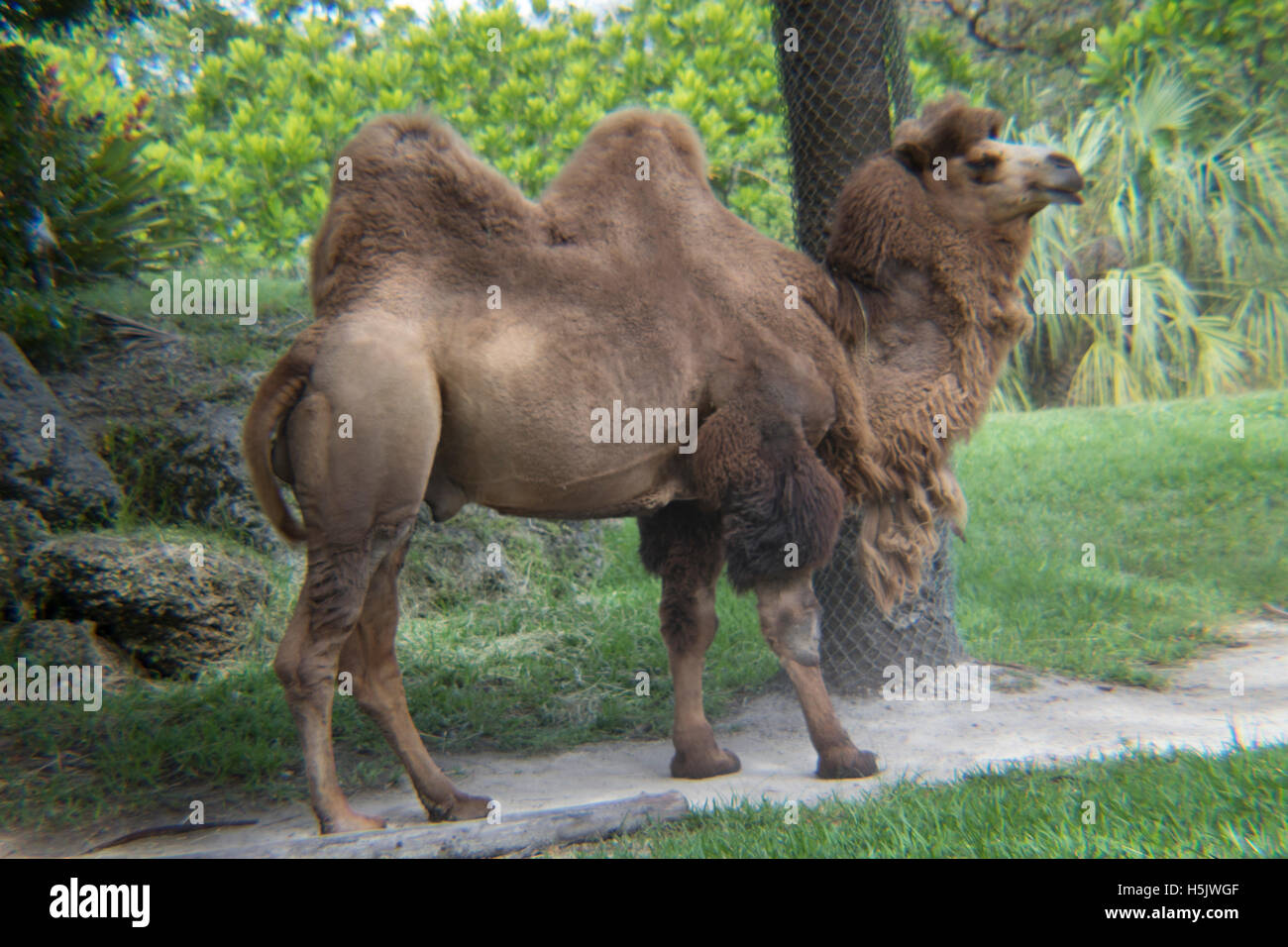 Two hump camel hi-res stock photography and images - Alamy